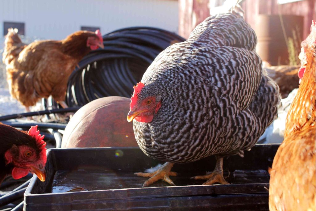 How To Mix Chicken Feed For Layers? - Belt Dryer